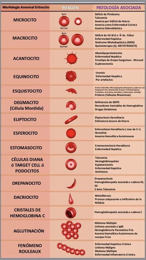 Morfología De Eritrocitos 🔴🔬 Citologia Hematologica Facebook Morfología De Eritrocitos 🔴🔬 Citologia Hematologica Facebook