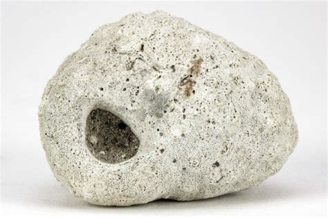 1 4 Cretaceous Fossil Sponge Phymatella Germany 212058 For Sale