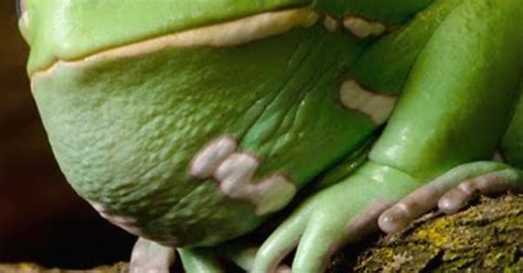 Waxy Monkey Frog Album On Imgur