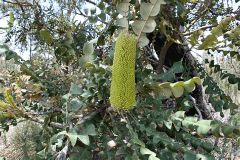 Some Notes On Banksia Usage In Traditional Noongar Culture