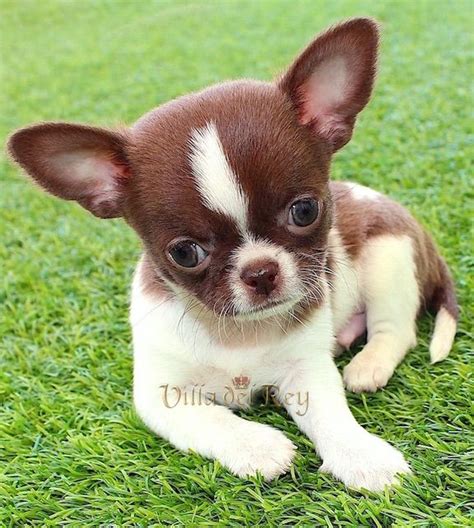 Chocolate Brown And White Chihuahua
