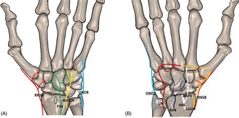 Wrist Joint Anatomy