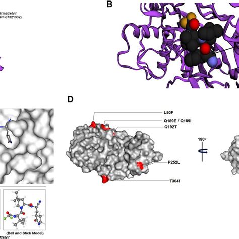 Nirmatrelvir Is Shown Attached To The Mpro Complex Of Sars Cov 2 The Download Scientific
