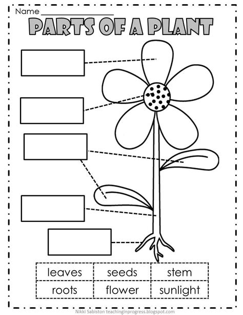 First Grade Science Worksheets On Plants Martin Lindelof