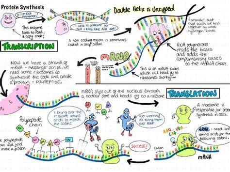 protein synthesis simulator punchline synthesis at zane stirling blog