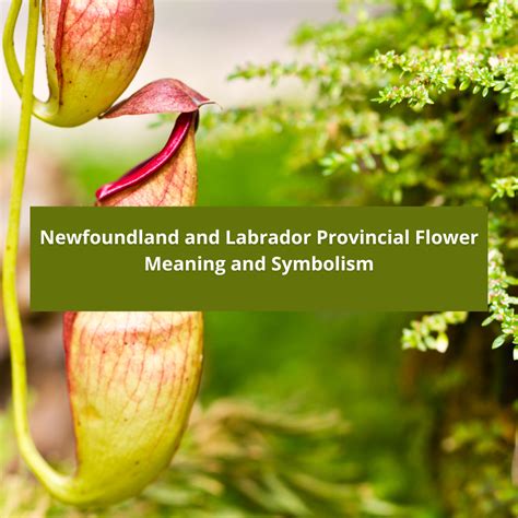 Newfoundland And Labrador Provincial Flower Meaning And Symbolism