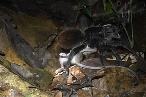 Tarantula Eating