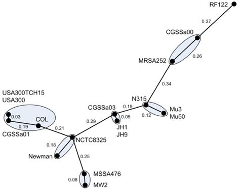 Clustering Of Strains Using Neighbor Grouping Analysis The Figure Download Scientific Diagram
