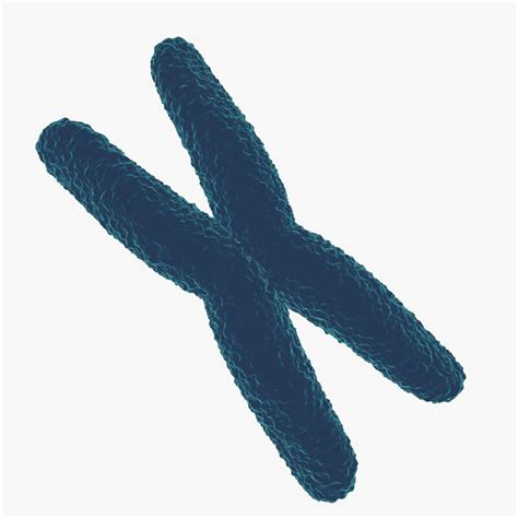 Chromosome 3d Model 29 Fbx Obj Unknown Blend Free3d