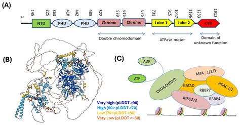 Chromatin Remodulator Chd4 A Potential Target For Cancer Interception
