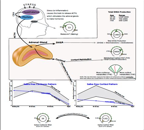 Hormone Testing In Perimenopause Francesca Liparoti