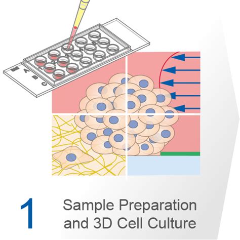 A Typical 3d Cell Culture Workflow Ibidi