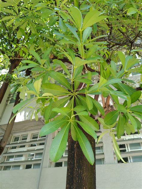 科博館巍巍高聳的黑板樹是喜是禍 博學多文