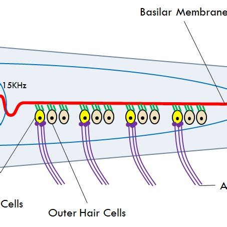 Simplified Representation Of The Cochlea Basilar Membrane Hair Cells Download Scientific