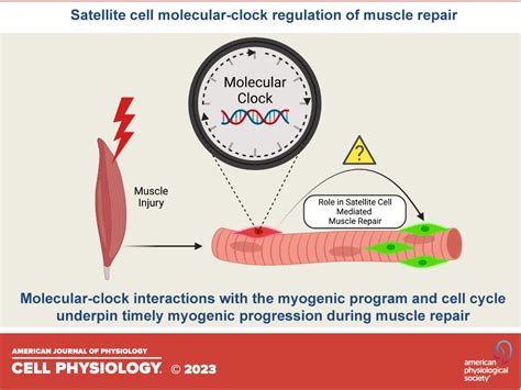 Molecular Clock Diagram Experiments With Serial Netevolve