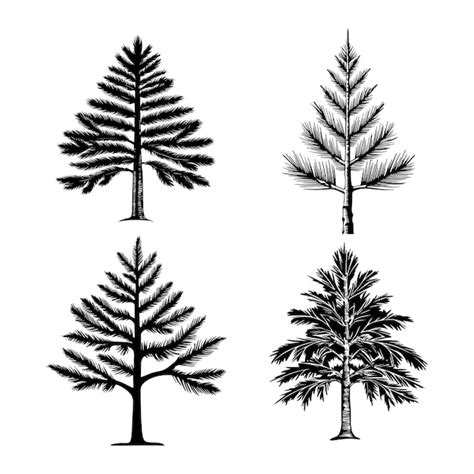Page 3 Pine Tree Identification Vectors And Illustrations For Free Download