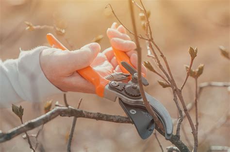 How To Prune A Cherry Tree And When To Prune It Homes And Gardens