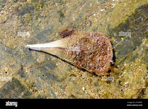 Fan Mussel Or Pen Shell Pinna Nobilis Is A Marine Bivalve Mollusk Endemic To Mediterranean Sea