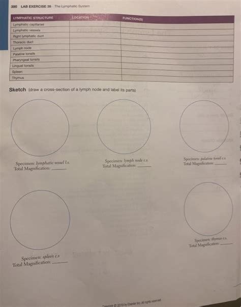 Solved LAB EXERCISE The Lymphatic System LOCATION Chegg Com