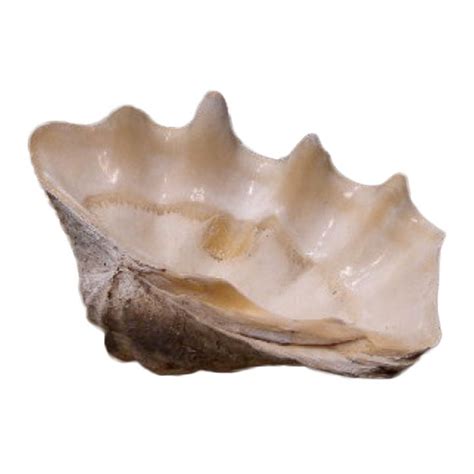Giant Natural Clam Shell Genuine Sea Fossil At 1stDibs