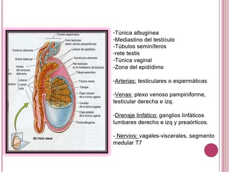 Escroto Anatomía Irrigación Inervación Y Función Sxeo