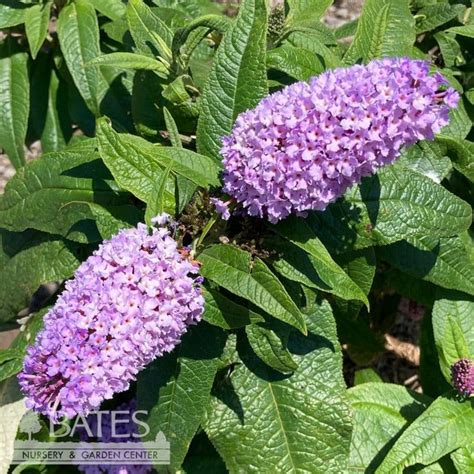 2 Buddleia X Pw Pugster Amethyst Dwarf Butterfly Bush