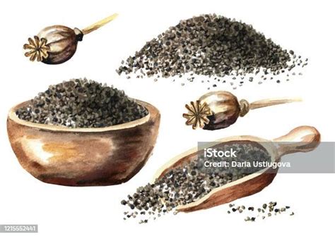 양귀비 씨앗과 드라이 헤드 세트로 그릇과 스쿱을 넣습니다 흰색 배경에 고립 된 손으로 그린 수채화 그림 건강관리와 의술에 대한 스톡 벡터 아트 및 기타 이미지 Istock