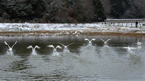 田尻池のオオハクチョウ2 2 花と蝶と鳥と歌2