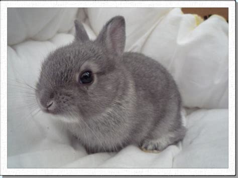 うさぎ専門店 LittleRabbit