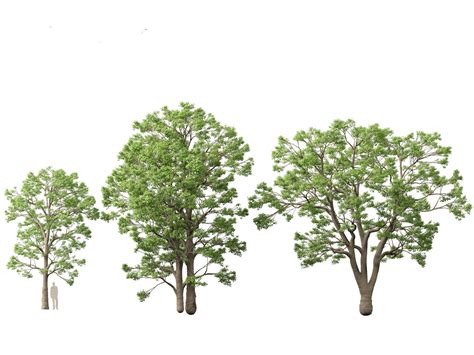 Artstation Quercus Macrocarpa Bur Oak Resources