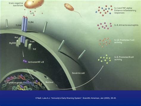 PPT Host Pathogen Interaction PowerPoint Presentation Free Download ID 170270