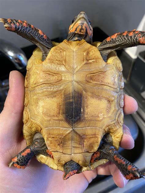 Is This Early Shell Rot Rtortoise