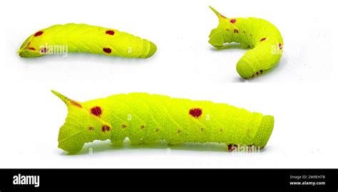 Small Eyed Sphinx Moth Paonias Myops Caterpillar Larva Lime Green