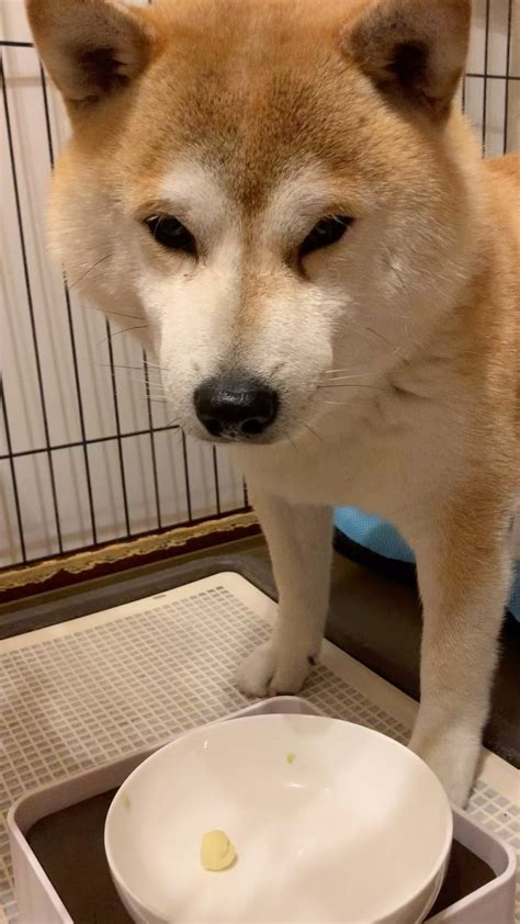 菊次郎と恋之介 菊次郎は犬です。それも柴犬。忘れたんかいな？笑 外で寝てしまって起きてくれない。全て開放中😂。そう君は自由だ。どこででも