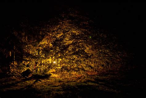 Single Light Source Selecting Finalists 68 P Dyxum