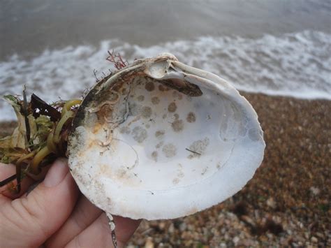 Spisula Sachalinensis Schrenck 1862