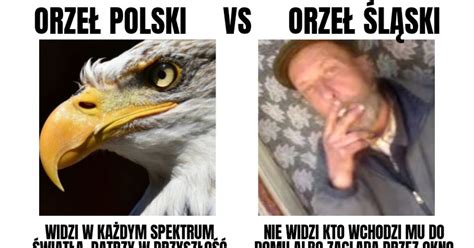 Orzeł