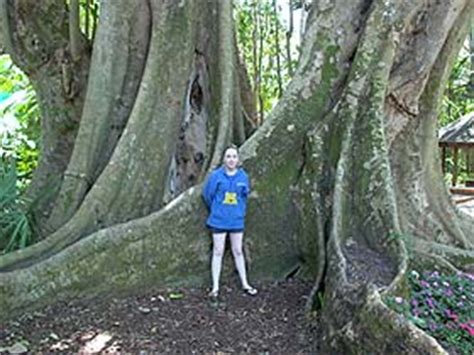 Root Flare Maintenance Landscape Plants Edward F Gilman UF IFAS