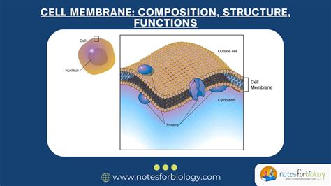 Cell Membrane Composition Structure Functions Best