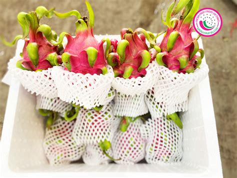 N H Ng Xu T Kh U Thanh Long Sang Th Tr Ng Ch U U Thanh Long Vi T