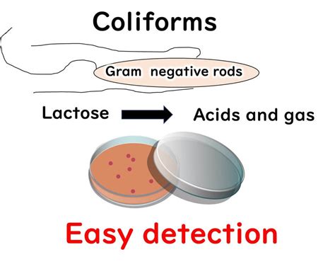 Understanding E Coli And Coliform Bacteria Key Differences Roles