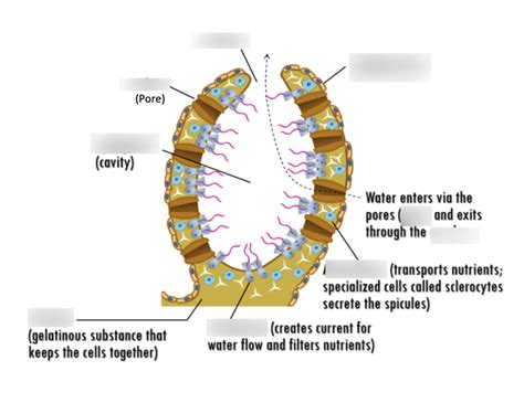 Phylum Porifera Diagram Quizlet