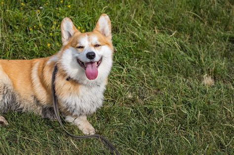 개 코기 웨일스 Pixabay의 무료 사진 Pixabay