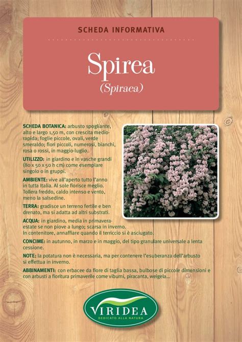 Spiraea Viridea