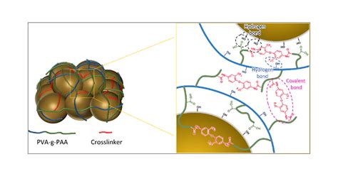 Tailoring Three Dimensional Cross Linked Networks Based On Water