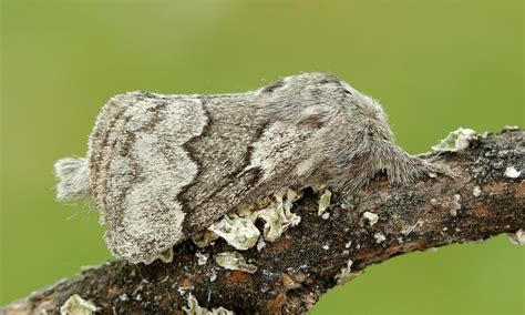 Pale Eggar Butterfly Conservation