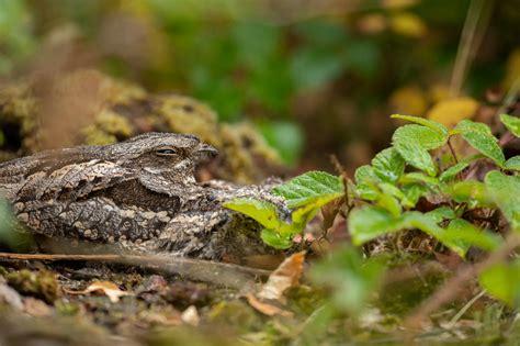 When To See Nightjars At Michael Carandini Blog