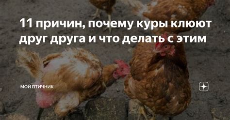 11 причин почему куры клюют друг друга и что делать с этим Мой птичник Дзен
