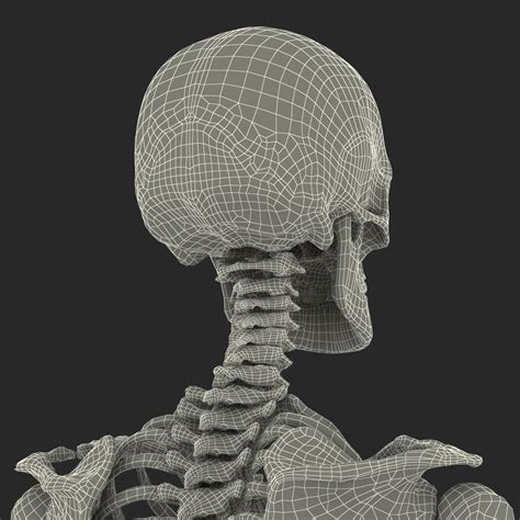 Поза женского скелета человека 3 3d Модель 3d Модель 149 3ds Fbx Ma Obj Max C4d Free3d