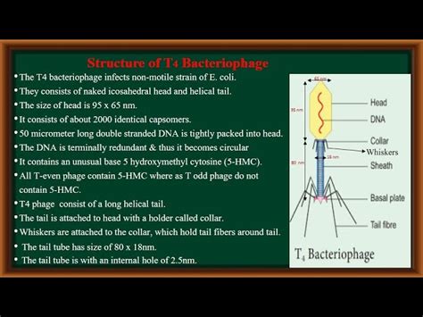 T4 Bacteriophage 46 Off Brunofugaadvbr